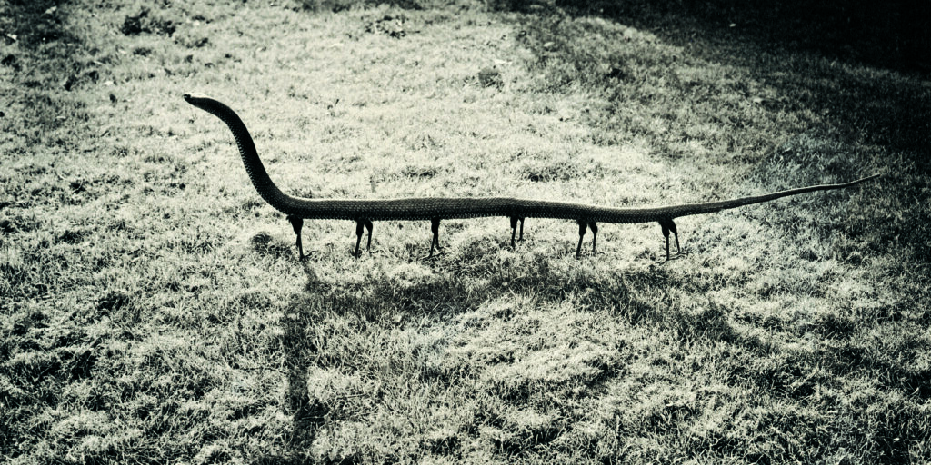 Joan Fontcuberta. Fauna - FOTO Cult