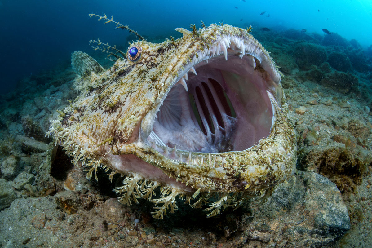 Il mostro è servito: il Wildlife Photographer of the Year premia la ...