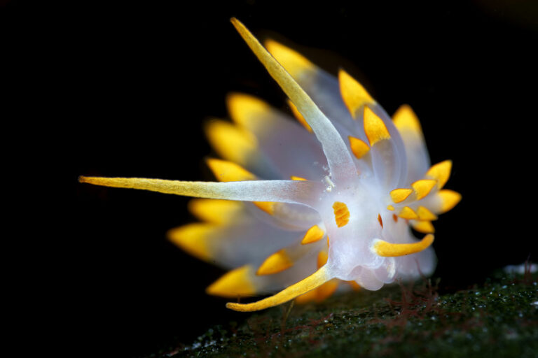 Il mostro è servito: il Wildlife Photographer of the Year premia la ...