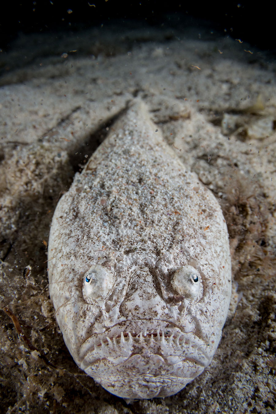 Il mostro è servito: il Wildlife Photographer of the Year premia la ...