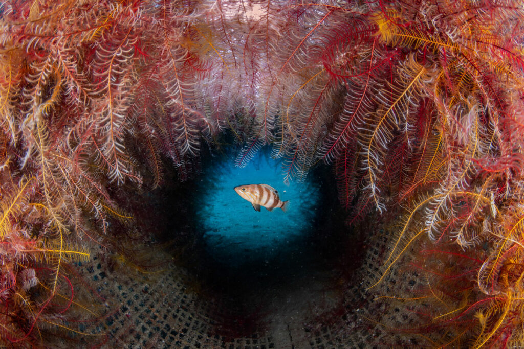 Il mostro è servito: il Wildlife Photographer of the Year premia la ...