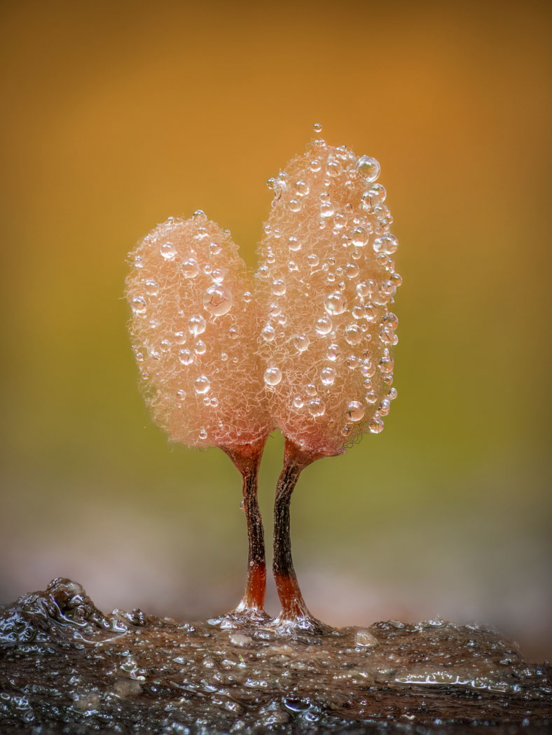 Ottantotto macrofotografie in focus stacking trasformano microrganismi ...
