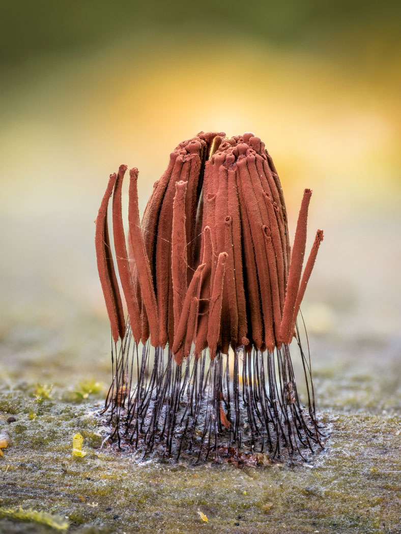 Ottantotto macrofotografie in focus stacking trasformano microrganismi ...