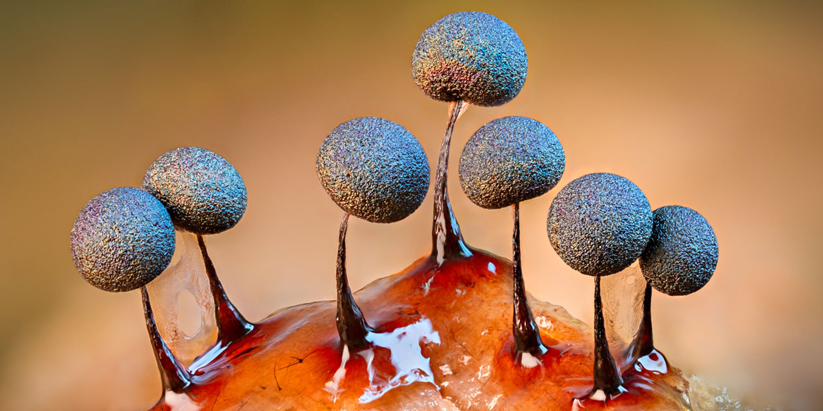 Ottantotto macrofotografie in focus stacking trasformano microrganismi ...