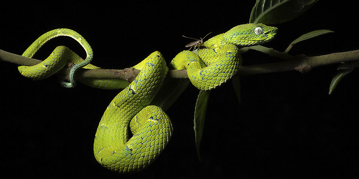 Costa Rica, il paradiso della fotografia naturalistica prende vita in piena notte - FOTO Cult
