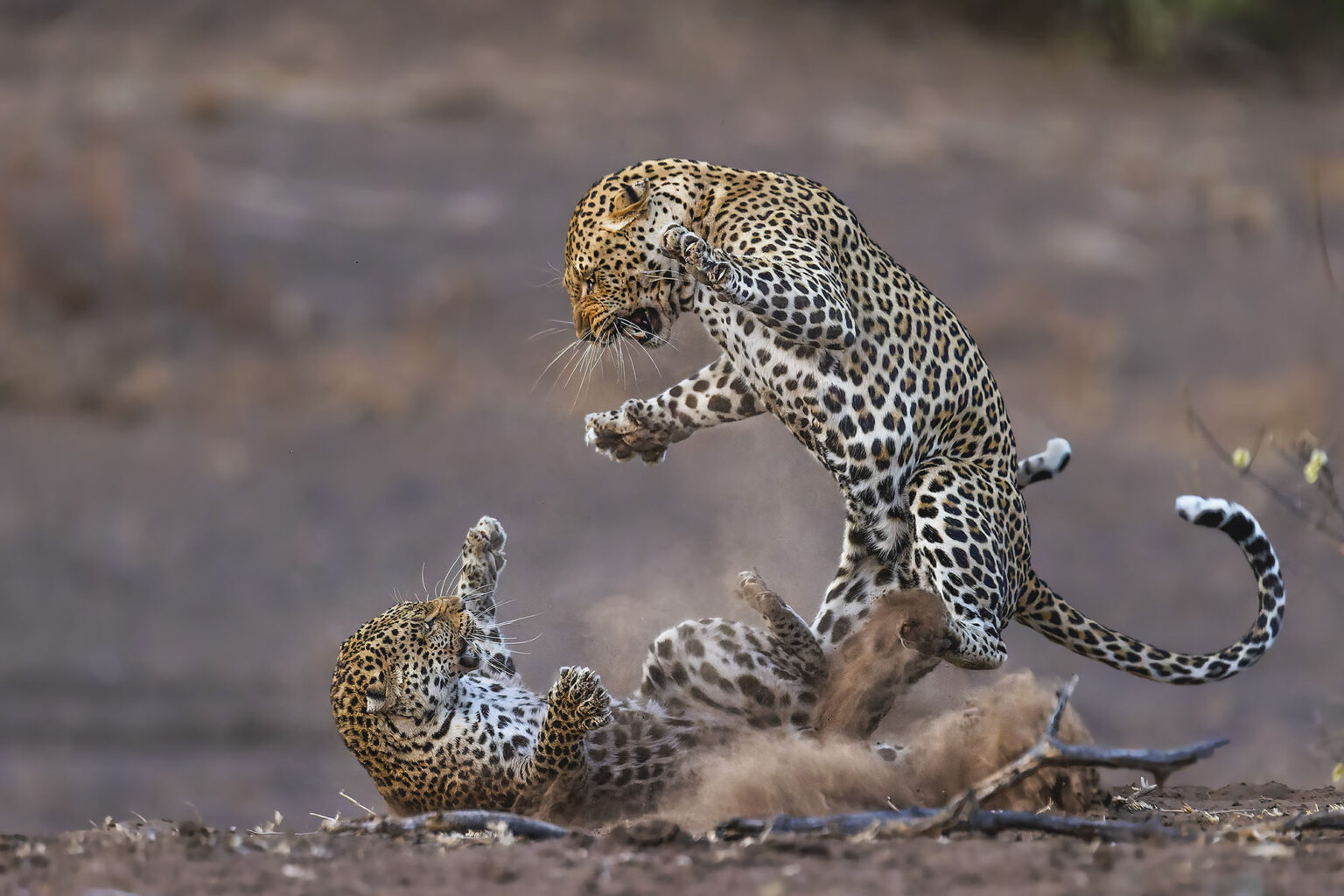 Un trionfo di fotografie naturalistiche mozzafiato: ecco le immagini ...