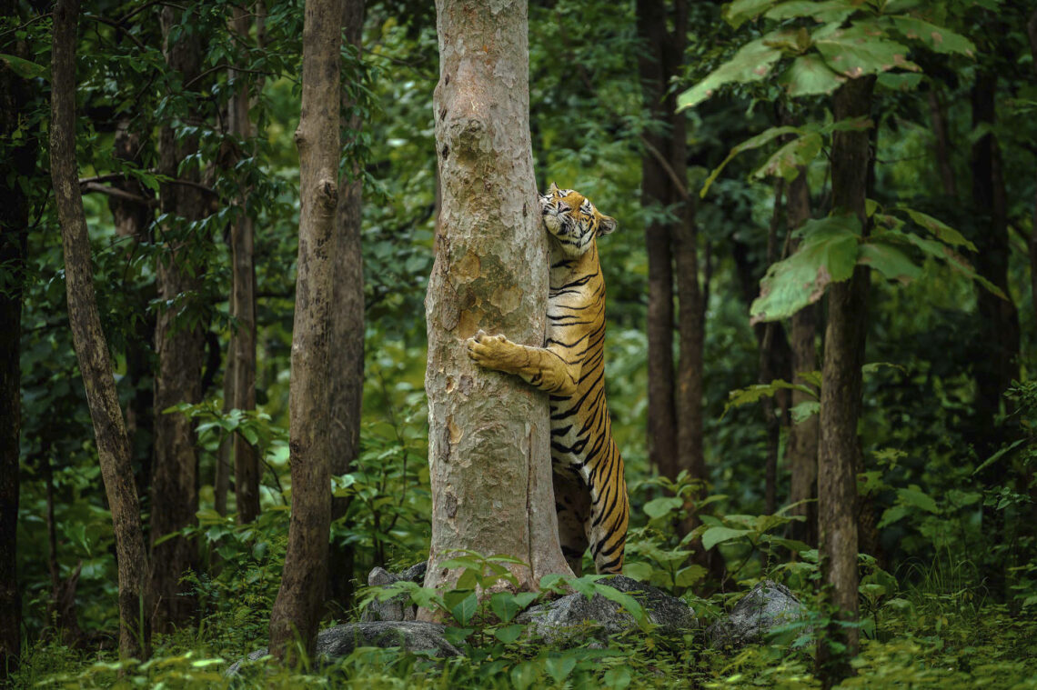 Un trionfo di fotografie naturalistiche mozzafiato: ecco le immagini ...