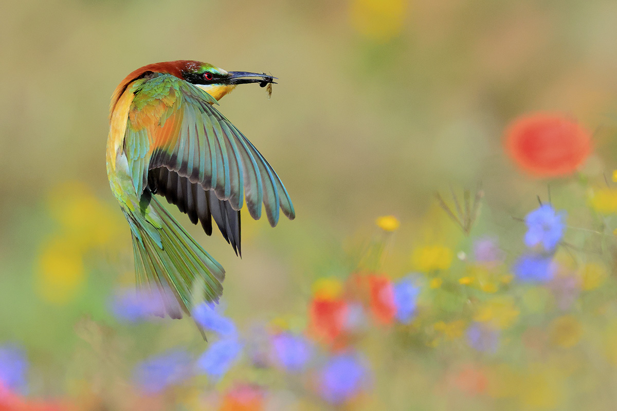 Scontro tra titani al Close-up Photographer of the Year 2024: i cervi ...