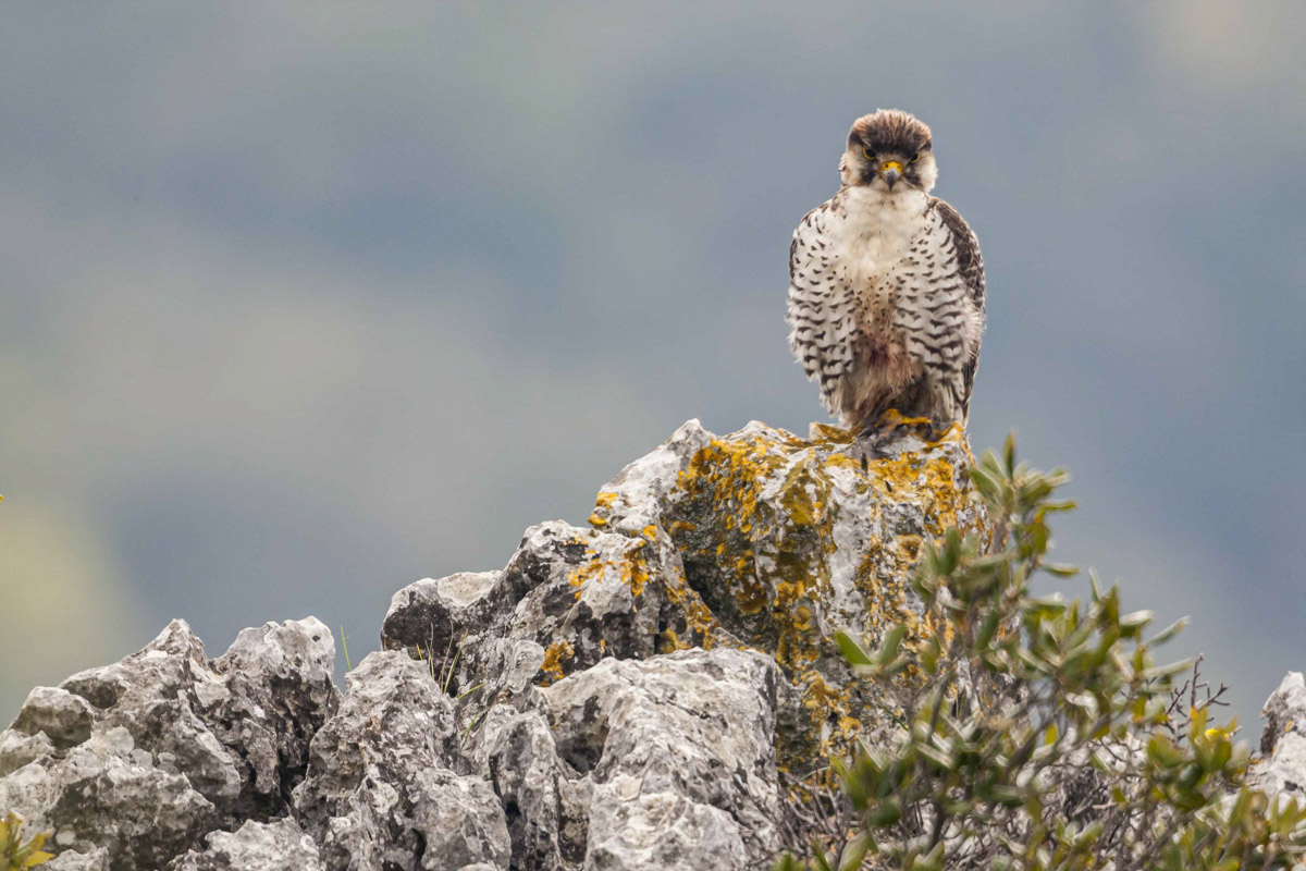 Tre grandi fotografi raccontano la stupefacente biodiversità italiana ...