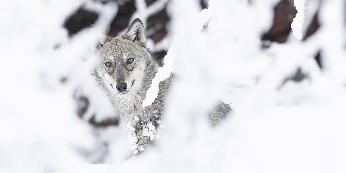 Natura, etica e nessun filtro: la biodiversità italiana degli IBC Photo ...