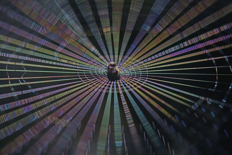 Close-up Photographer of the Year: per certe cose belle ci vuole occhio ...