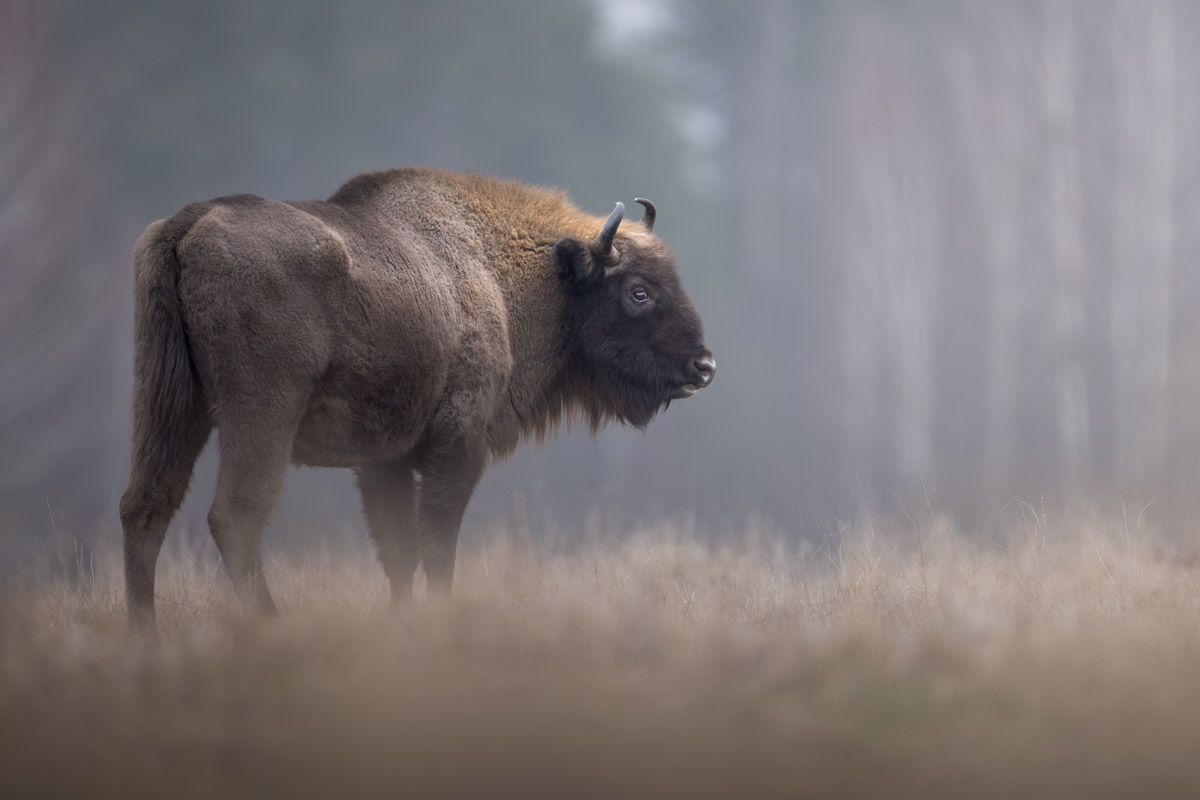 “Mini Michael” tra bisonti, aquile e lupi nella foresta vergine della ...