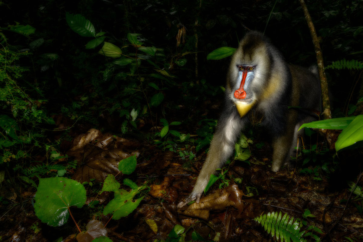 Trekking, flash e mandrilli truccati da attori Kabuki - FOTO Cult