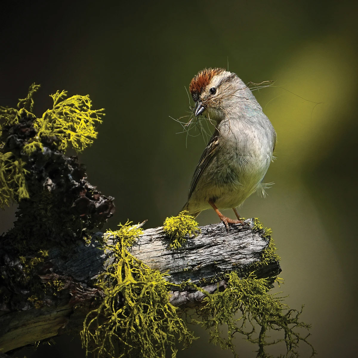 I ladri del cielo volano sul podio degli Audubon Photography Awards ...