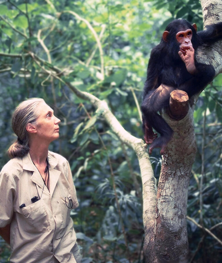 Jane Goodall, una vita per la Natura tra scienza e immagine - FOTO Cult