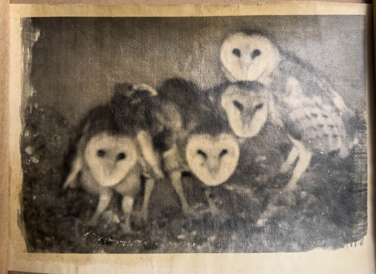Guido Gazzilli. Voci dal profondo… di una foresta - FOTO Cult