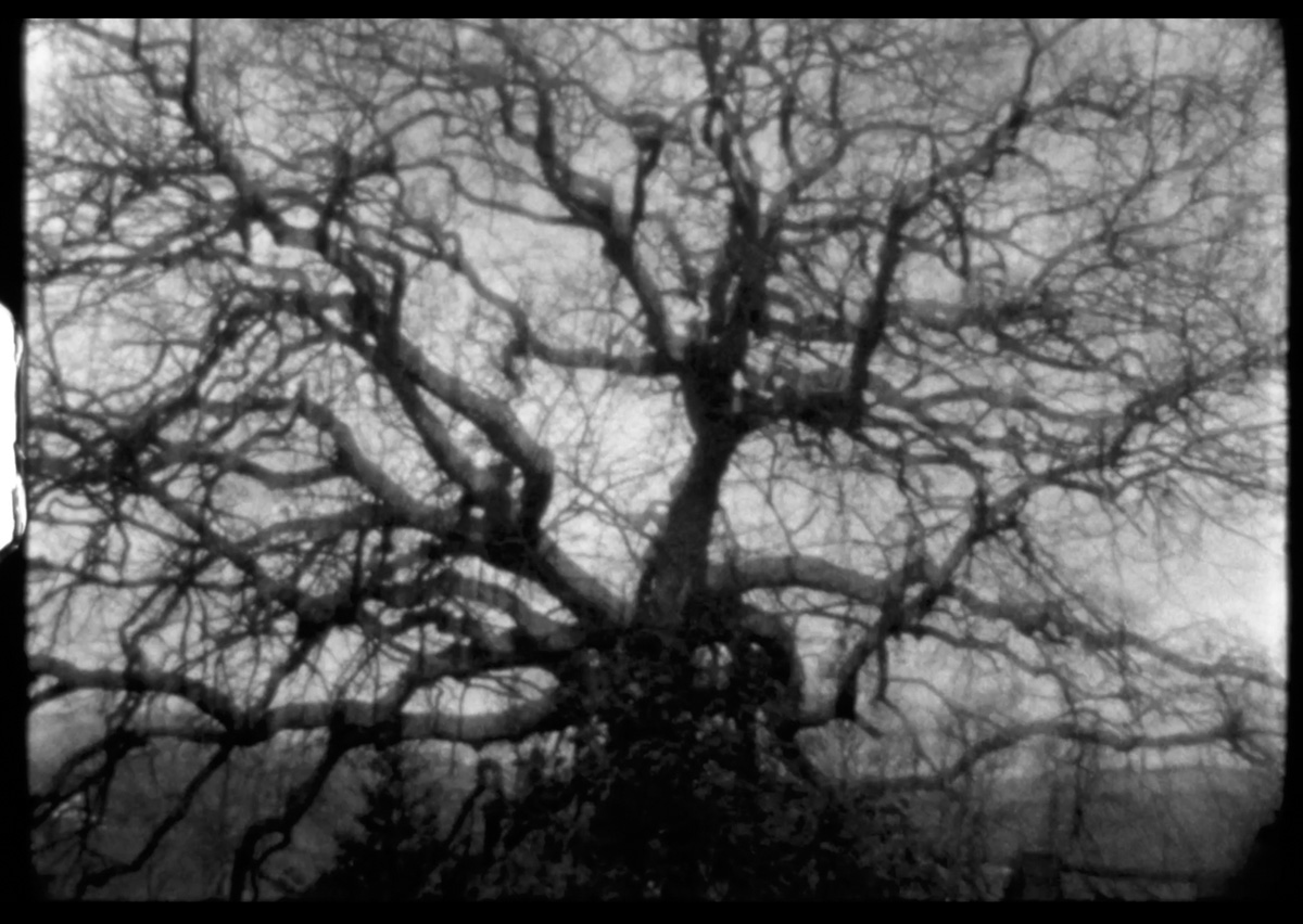 Guido Gazzilli. Voci dal profondo… di una foresta - FOTO Cult